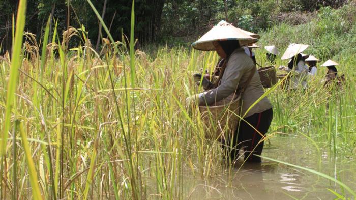 Syarat Mendirikan Kelompok Tani? - Tribunpontianak.co.id