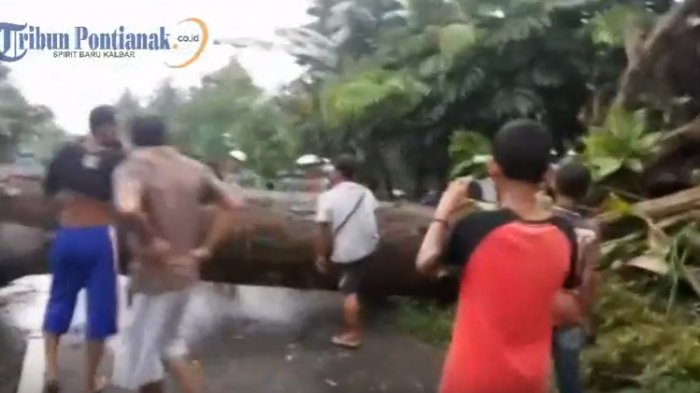 Diterjang Angin, Pohon Besar Melintang Pukang di Jalan Rasau Jaya ...