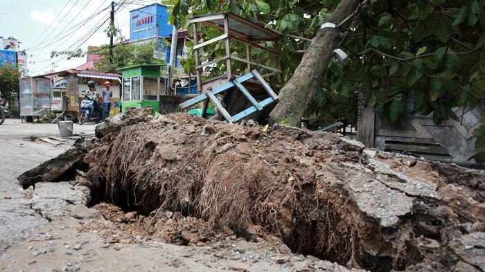 Nyaris Tumbang, Akar Pohon Ketapang Terangkat, Lihat Foto-fotonya ...