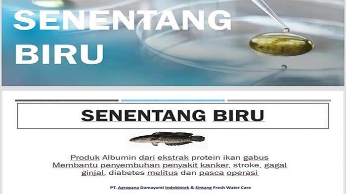 Produk Turunan Ikan Gabus, Bakal Beroperasi Pabrik dan Laboratorium Albumin di Kabupaten Sintang ...