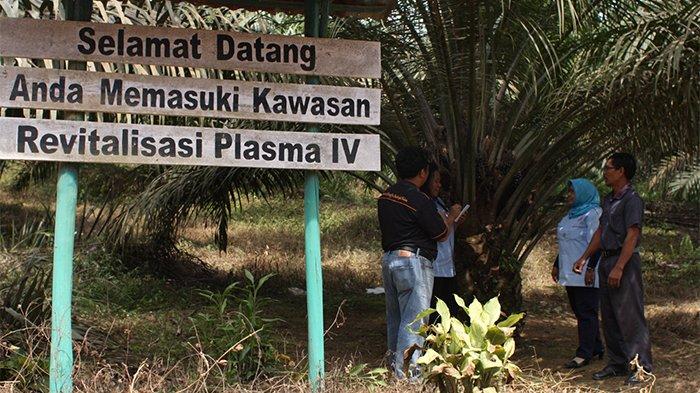 Penuhi Ketentuan, 103,2 Persen Kebun Sawit PTPN XIII Dikelola Bersama ...
