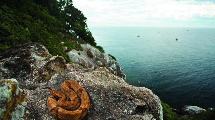 Misteri Ular Paling Besar di Dunia! Panjangnya Mencapai 90 Meter ...