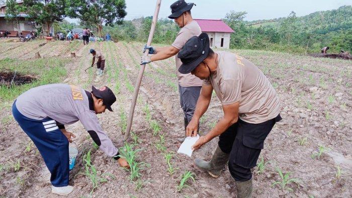 Kapolsek Kapuas Pimpin Pemupukan Lanjutan Tanaman Jagung di Lahan ...