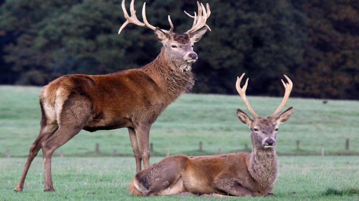 Daging Rusa Dilarang untuk Diperdagangkan - Tribunpontianak.co.id