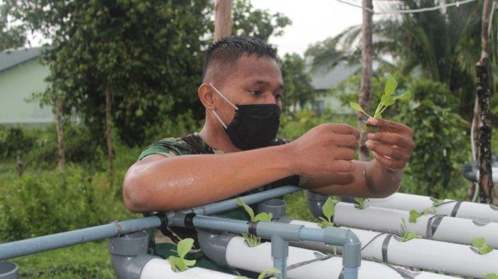 Prajurit Brigif 19 Khatulistiwa Manfaatkan Lahan Kosong untuk Bercocok ...