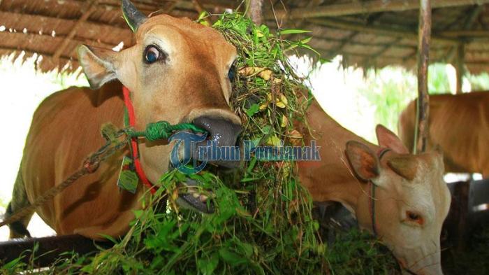Ini Ciri-ciri Umum Sapi Cacingan - Tribunpontianak.co.id