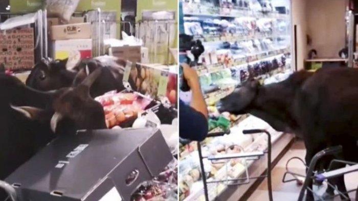 Pengunjung Tertegun Lihat Sapi Masuk Supermarket - Tribunpontianak.co.id