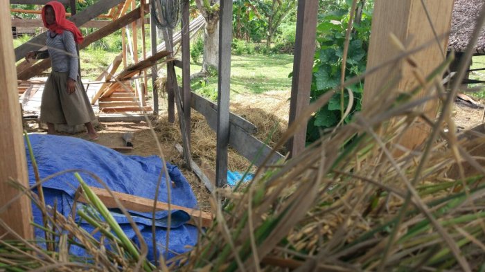 Sapiah Simpan Padi di Rumah yang Belum Dipasang Dinding ...