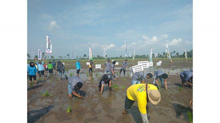 Petani Parit Keladi: Menanam Padi Tak Hanya Efouria Semata ...