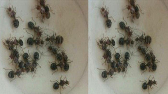 Semut Jepang Obat Diabetes, Mampu Turunkan Kadar Gula Darah Tinggi ...