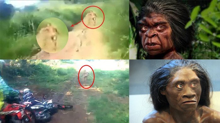Pencari Getah Gaharu Intip Aktivitas Suku Mante, Inilah Ciri-cirinya ...