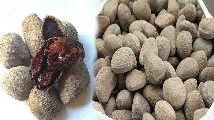 TERNYATA Buah Kluwek Mengandung Racun Sianida Sangat Tinggi, Sering ...