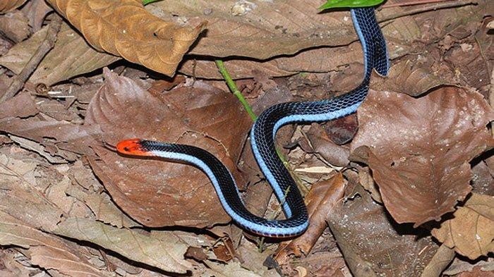 Ular Cabe Merah, Ternyata Miliki Racun Mirip Kalajengking, Para Ahli ...