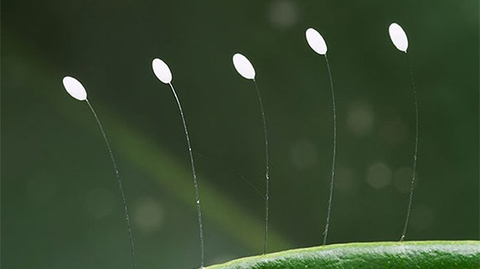 Bunga Dari Surga Yang Mekar 3.000 Tahun Sekali - Tribunpontianak.co.id