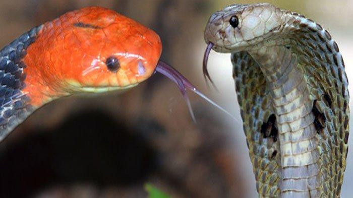 HEBOH Ular Cabe Merah Gigit Anak Galing! Bandingkan Cara Ular Cabe ...