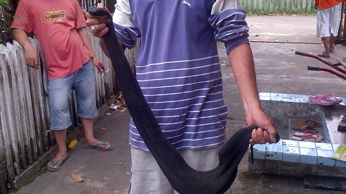 Ular Karung Guni Natur Und Museum