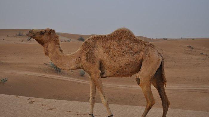 Kenapa Unta Menjadi Hewan yang Unik? Simak Fakta Hewan Mamalia yang ...