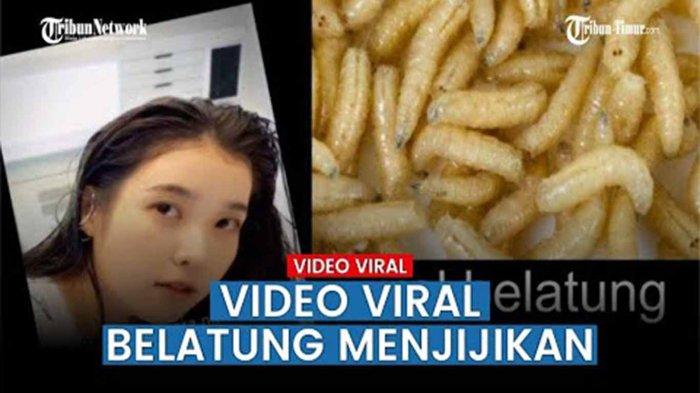 Fakta Video Belatung Viral Tiktok hingga Jadi Trending di Twitter ! Ahli Sebut Hanyalah Rekayasa ...