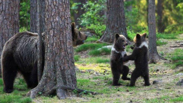 VIRAL Momen Anak Beruang Kompak Menari di Tengah Hutan, Bak Adegan di ...