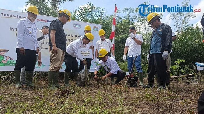 APKS KK dan Solidaridad Tanam Ribuan Kakao Wujudkan Pertanian Kelapa ...