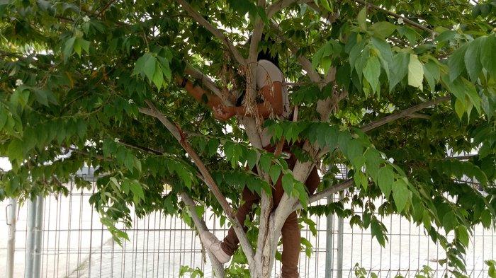 Menikmati Buah Pohon Kersen ala Seorang Ibu Muda di Kota Kupang ...