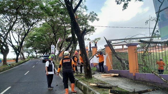 Waspada Ada 50 Pohon Rawan Tumbang di Jalur Nasional Ciamis ...