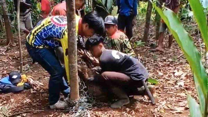 Babi Hutan Bikin Petani di Kalipucang Pangandaran Resah, Rusak Kebun Palawija - Tribunpriangan.com