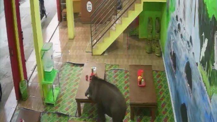 Babi Hutan 'Minta Bakso' Bikin Panik Jadi Viral di Garut ...
