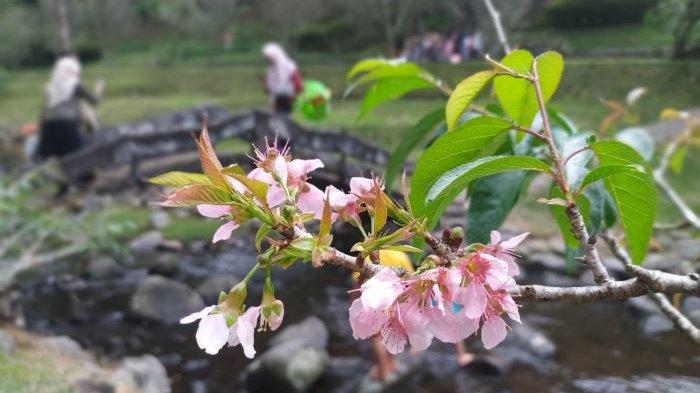 Bunga Sakura Sedang Mekar di Kebun Raya Cibodas Cianjur, Taman Spot ...