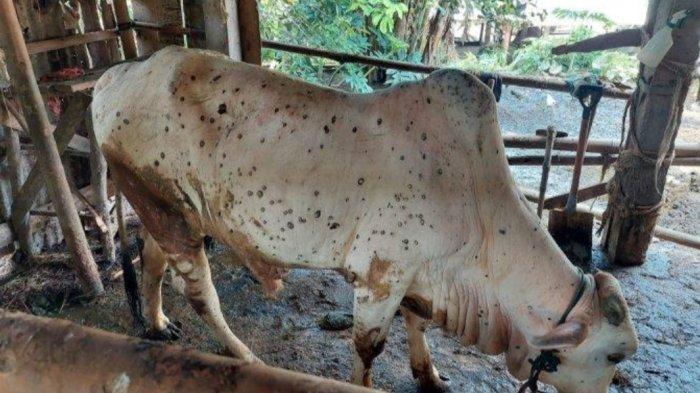 Waspada! Ratusan Ekor Sapi di Pangandaran Terjangkit Penyakit Cacar ...