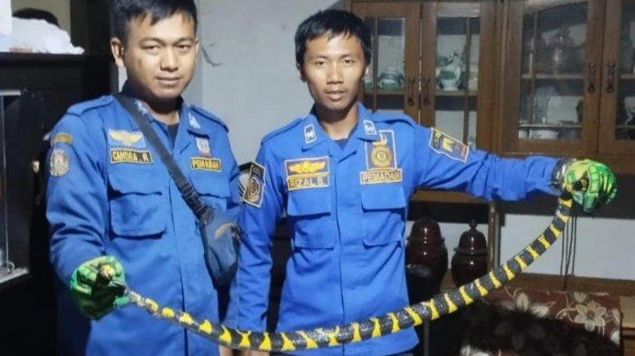 Yaya Sudaryat Kaget Saat Buka Lemari Muncul Ular Welang Sepanjang 1,5 ...