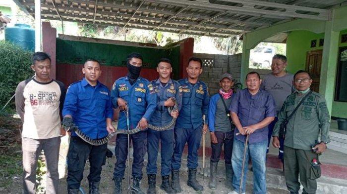 Teror Pesantren di Conggeang Sumedang, Ular King Koros Sepanjang 2 ...