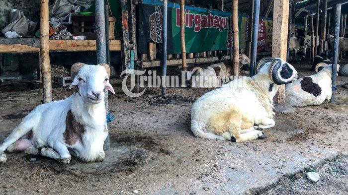 Jelang Idul Adha, Harga Kambing dan Domba di Tasikmalaya Masih Normal ...