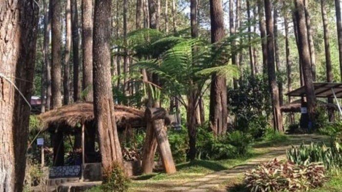 Liburan Seru dan Menyenangkan dengan Destinasi yang Asri di Hutan Pinus ...
