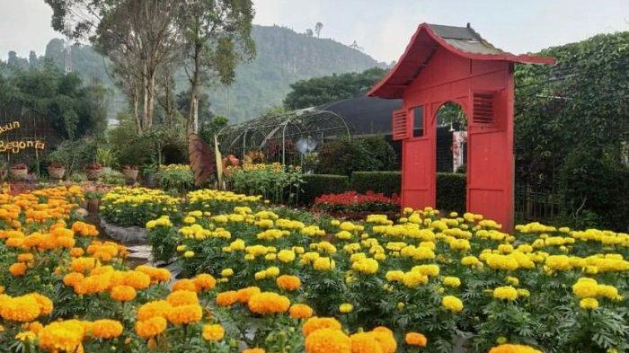 Kebun Begonia Lembang, Wisata Bandung dengan Rangkaian Bunga di Tiap ...
