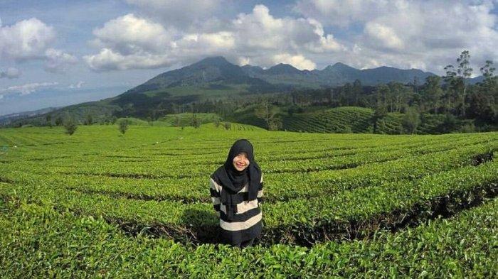 Kebun Teh Sukawana Lembang, Wisata Bandung Penuh Spot Foto ...