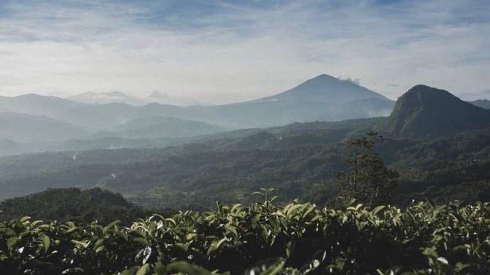 Kebun Teh Taraju, Wisata Tasikmalaya yang Sejuk nan Asri - Halaman all ...