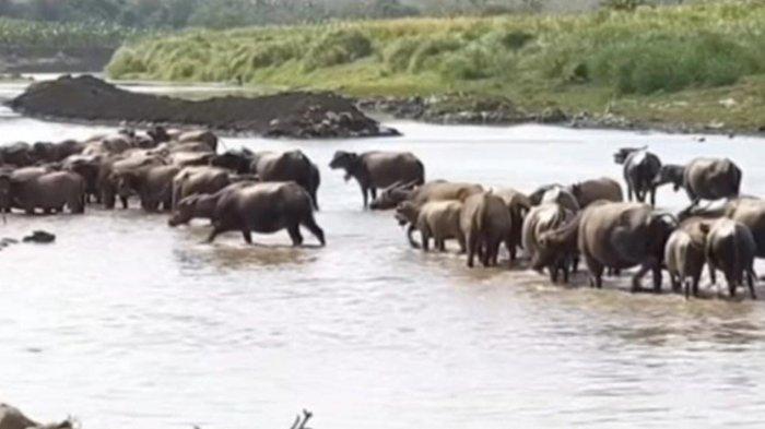 Mengenal Kerbau Marongge, Hewan Liar Tahan Banting yang Kini Jadi ...