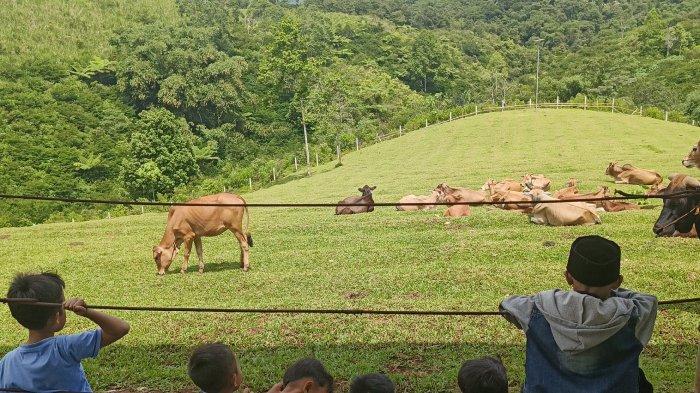 Mengujungi Mini Ranch Ciamis, Rekomendasi Destinasi Liburan Nataru bak ...