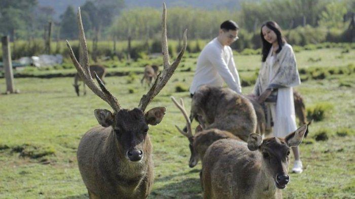 Ranca Upas Ciwidey, Objek Wisata Komplet di Kabupaten Bandung ...