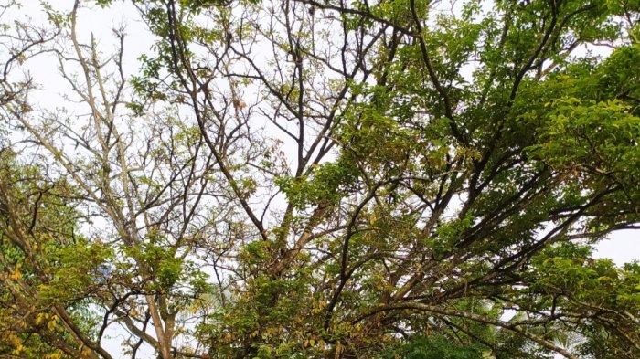 Keanehan Pohon Saparantu Cianjur yang Berusia 300 Tahun, Cerita Api ...