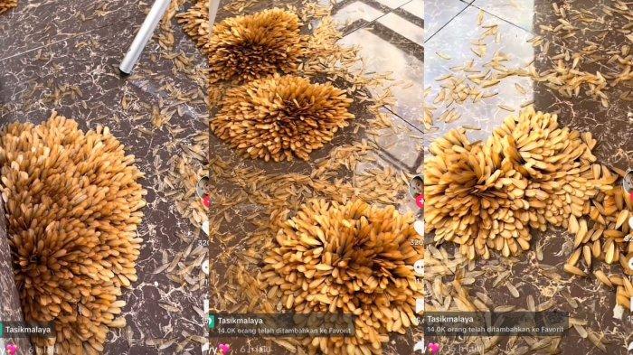 Viral Ribuan Laron Bergerombol Bentuk Bunga di Tasikmalaya Malah Bikin ...