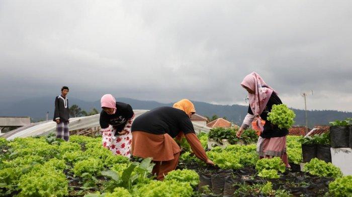 Ramadan Penuh Berkah, Hasil Panen Sayur Petani Desa Cikidang Lembang ... Ramadan Penuh Berkah, Hasil Panen Sayur Petani Desa Cikidang Lembang ...