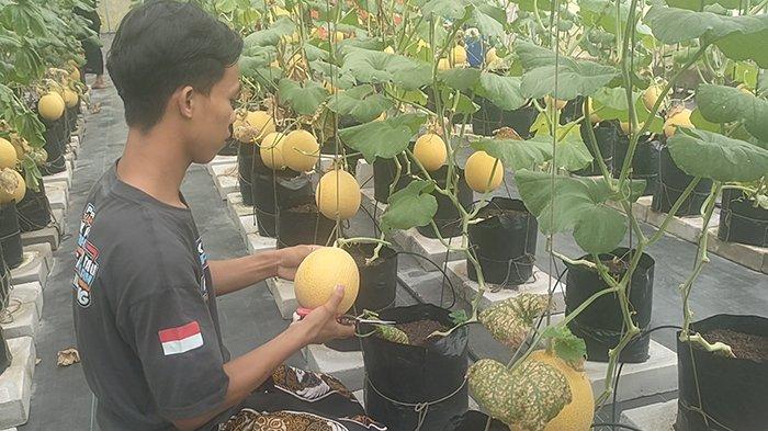 Manfaatkan Lahan, Santri di Pangandaran Berhasil Budidaya Melon Sultan ...