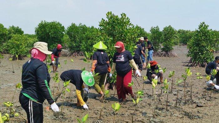 Ribuan Bibit Mangrove Ditanam di Pantai Tiris Indramayu, Ini 5 Manfaat ...