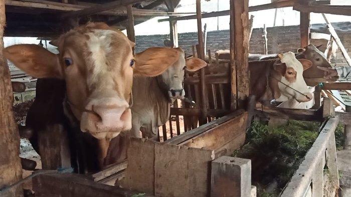 3 Ekor Sapi di Pangandaran Terjangkit PMK, Vaksinasi Dinilai jadi ...