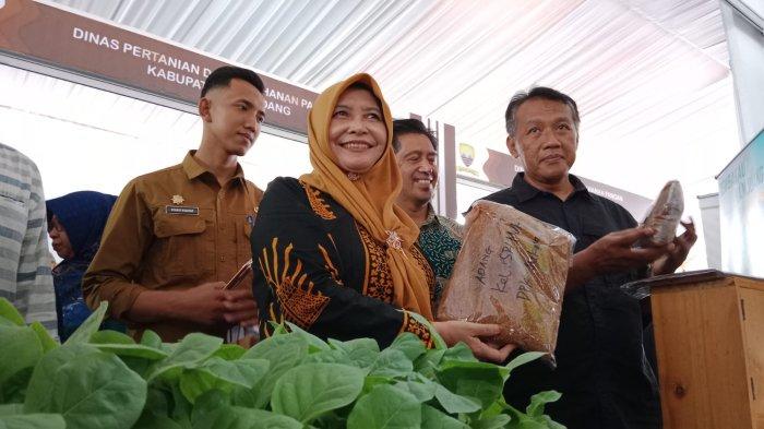 Tembakau Mole Sumedang Bisa Jadi Pilihan Dibandingkan Warga Menghisap ...