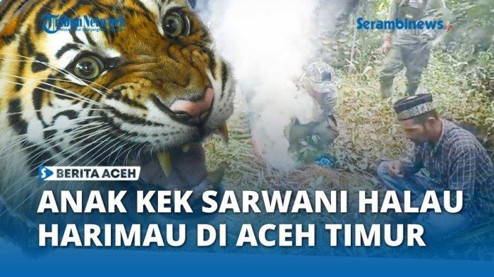 Anak Kek Sarwani Halau Harimau di Aceh Timur - Prohaba.co