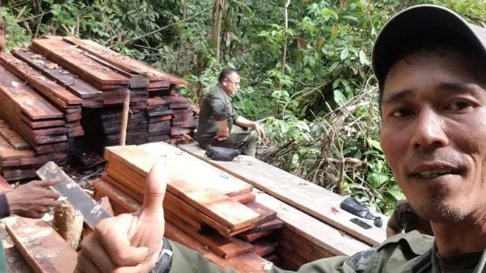 MARAK, Aktivitas Pembalakan Hutan Lindung di Kaloy Aceh Tamiang - Prohaba.co