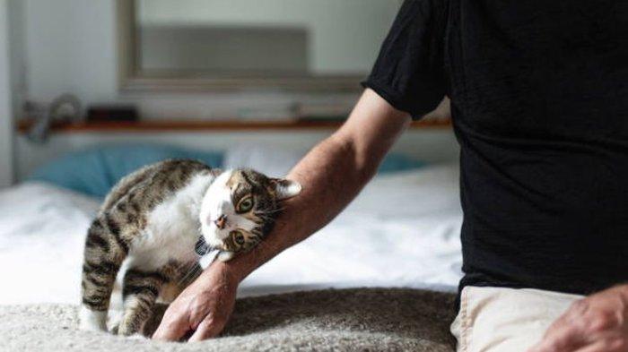 Cara Kucing Menunjukkan Kasih Sayang Pada Pemiliknya - Prohaba.co